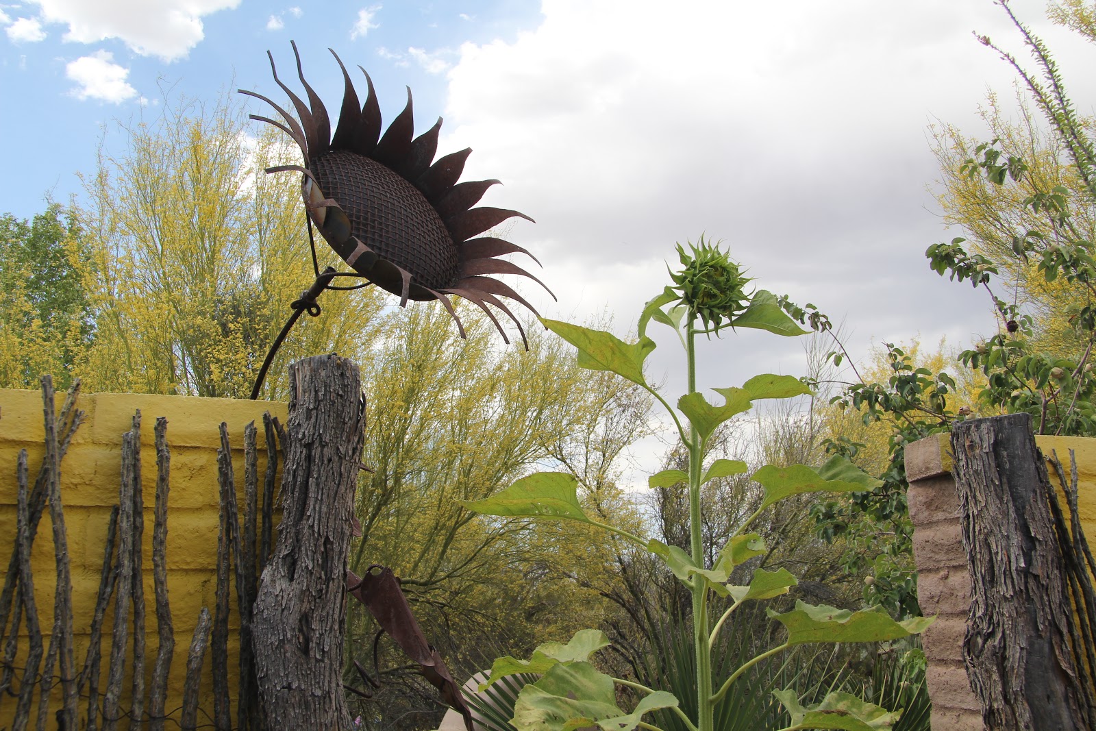 Salvation Sisters: Tohono Chul Park, The Night Blooming Queen and ...