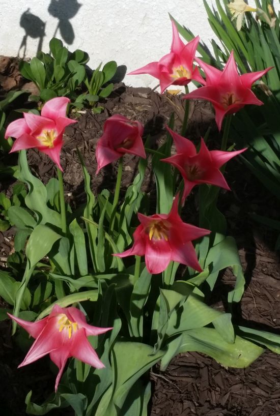 Future Plants by Randy Stewart: Tulipa - Tulip