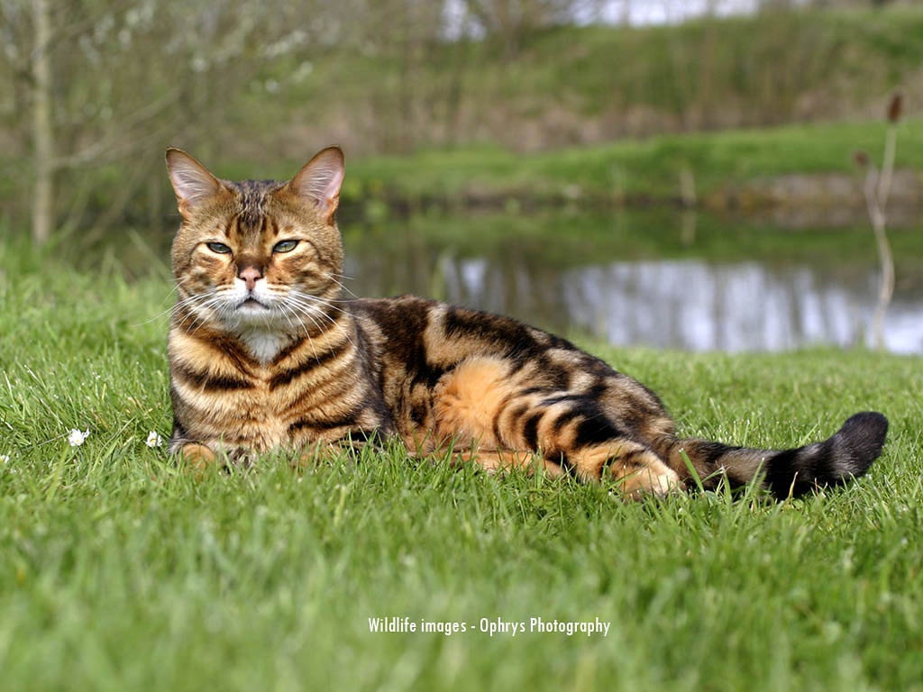 The Toyger Wallpapers | Animal Literature