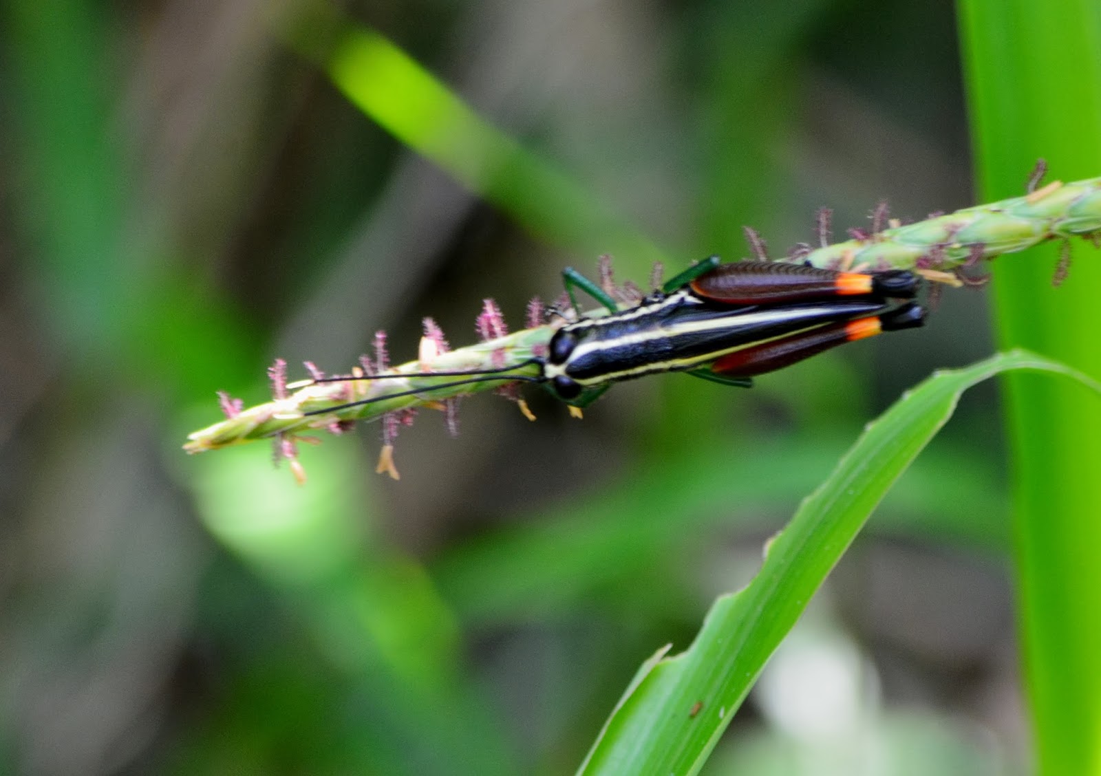 The Kambatik Park, Bintulu.: Insect world