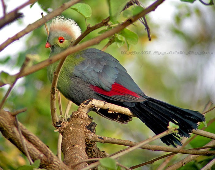 prince ruspoli's turaco wallpapers hd