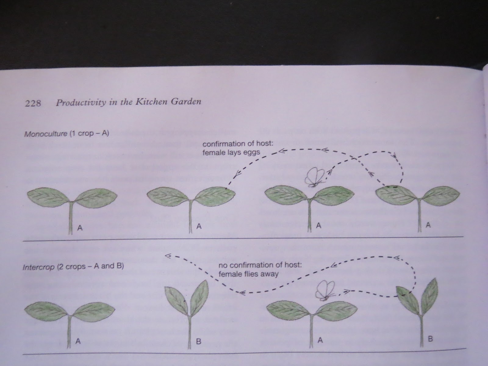 HOBART KITCHEN GARDENS: How to control cabbage white butterfly and ...