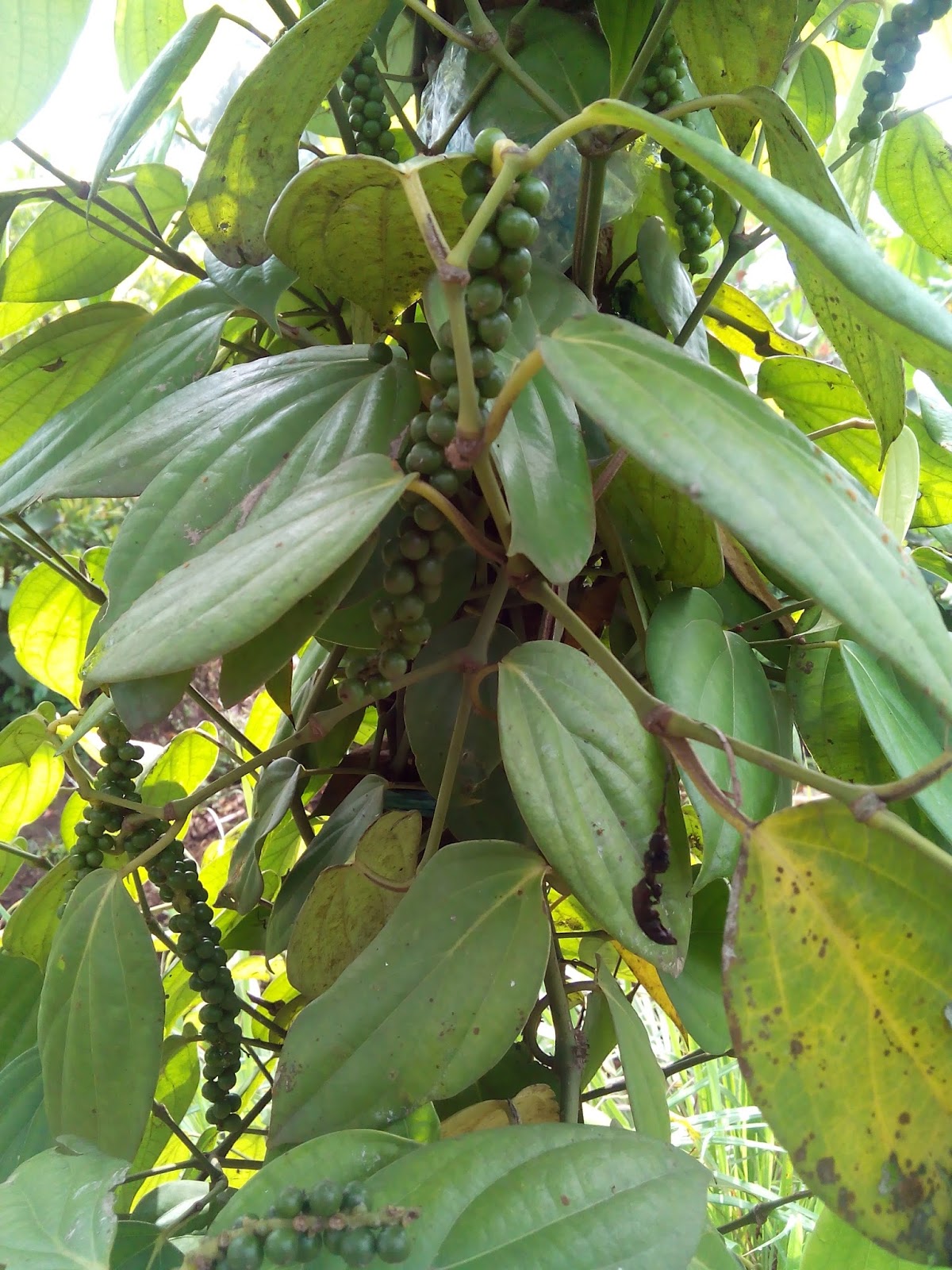 Lada Panjat di Kebun Pesantren Besar Foto | Katabah Komarudin Tasdik