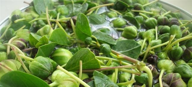 Kapari turşusu nasıl yapılır, Kapari turşusunun tarifi