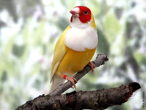 Birds Of The World: The Gouldian Finch
