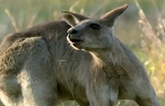 SOUNDSCAPE EXPLORATIONS: Documentary: Kangaroo Sounds (excerpt)