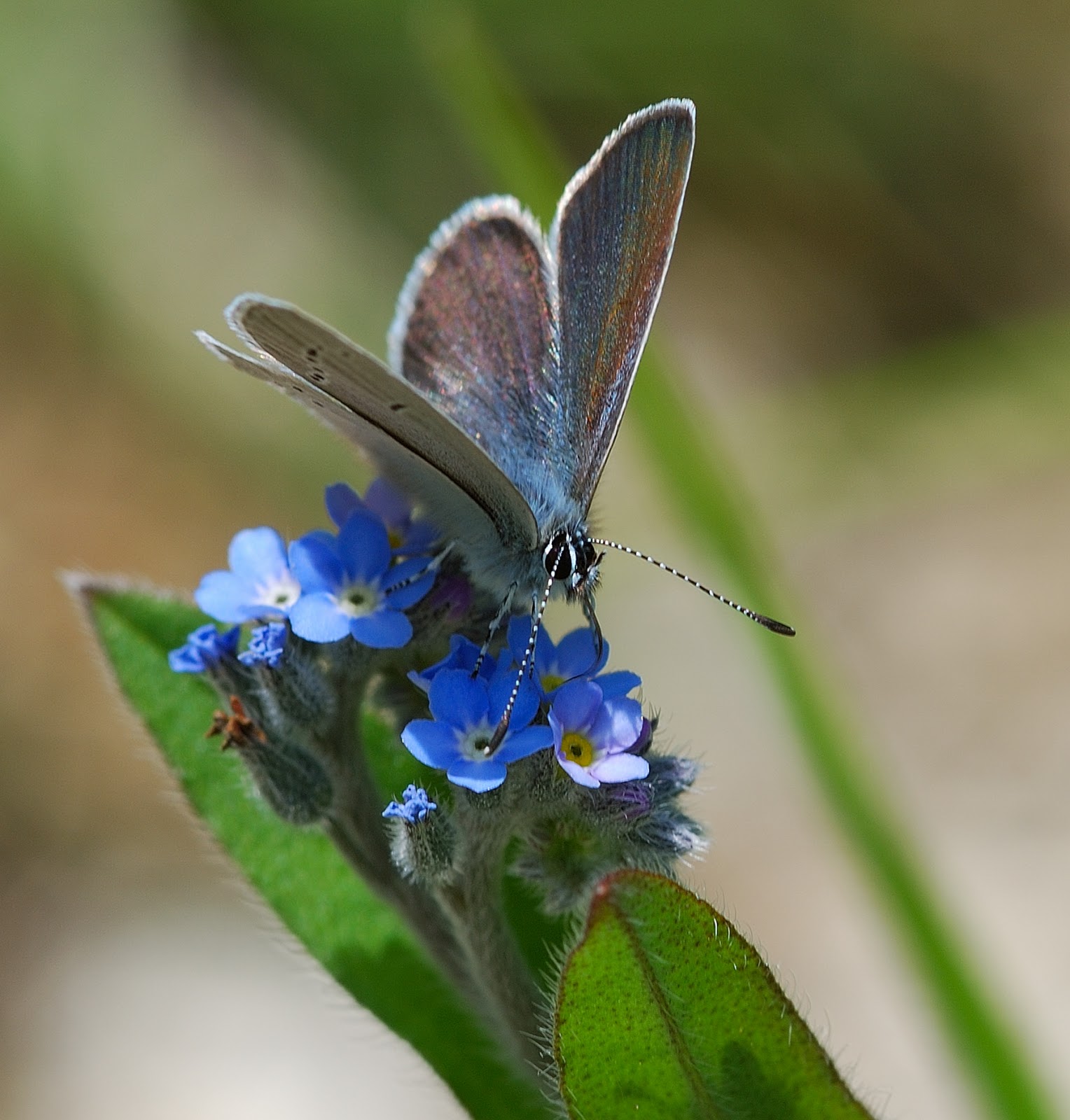 Butterfly Islands: Small Blue