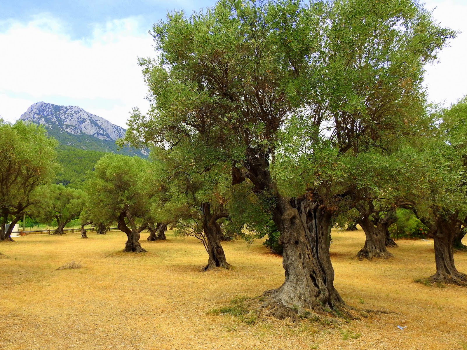 El OLIVAR noticias del aceite de oliva: Gala de los Aceites de Oliva de ...