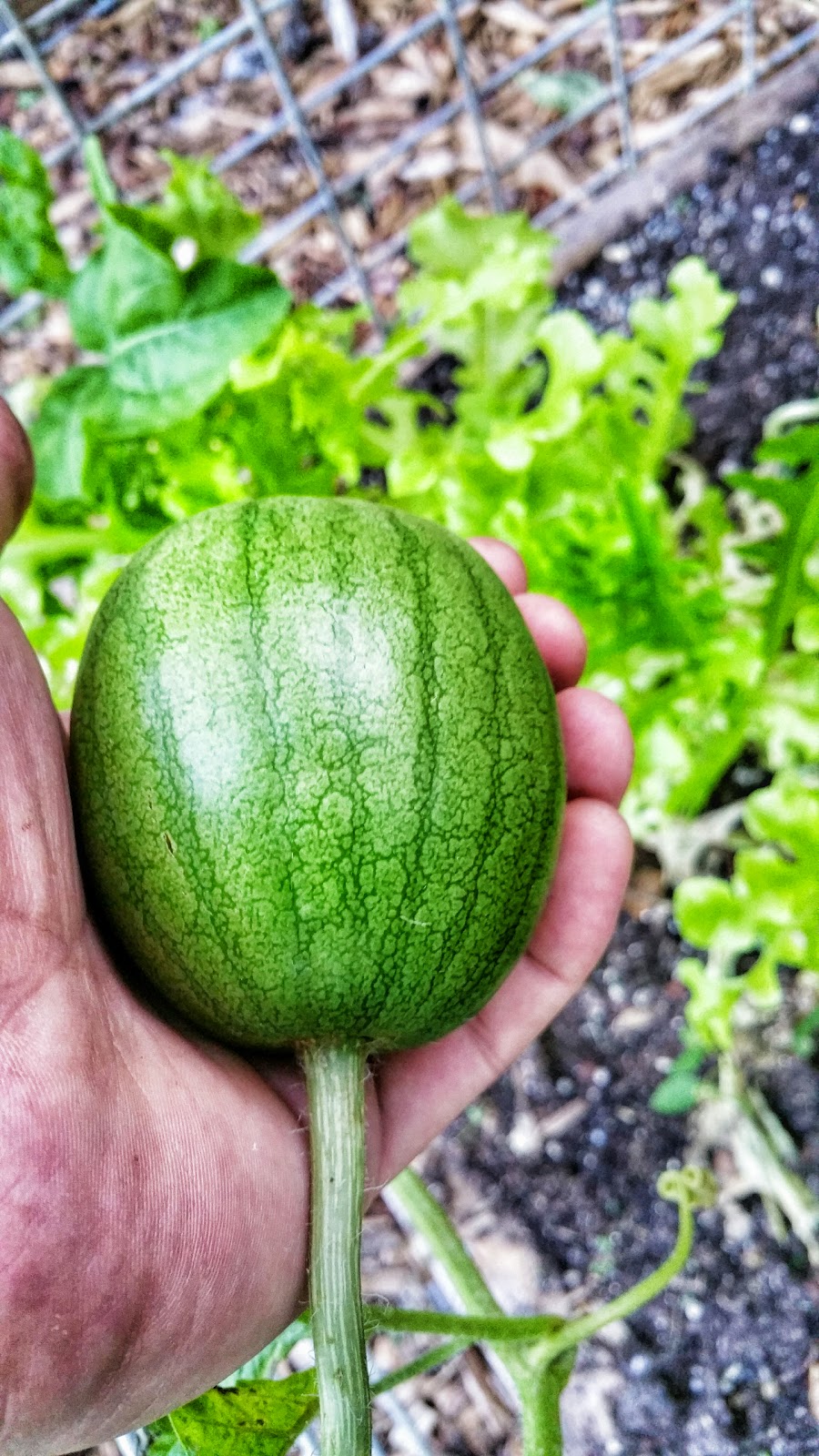 Converting My New Home to a Green Edible Oasis: Ten Must-Have Edibles ...