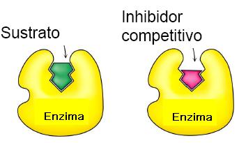 The world of science: Enzimas