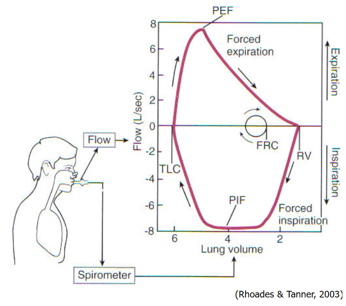 Year 11 Misadventures: Mechanics of Breathing Year 11 Misadventures: Mechanics of Breathing