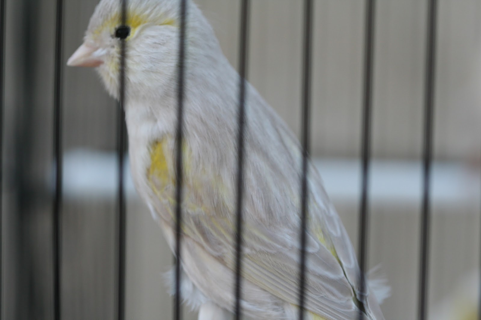 Silva's Birds: Color Canaries 1
