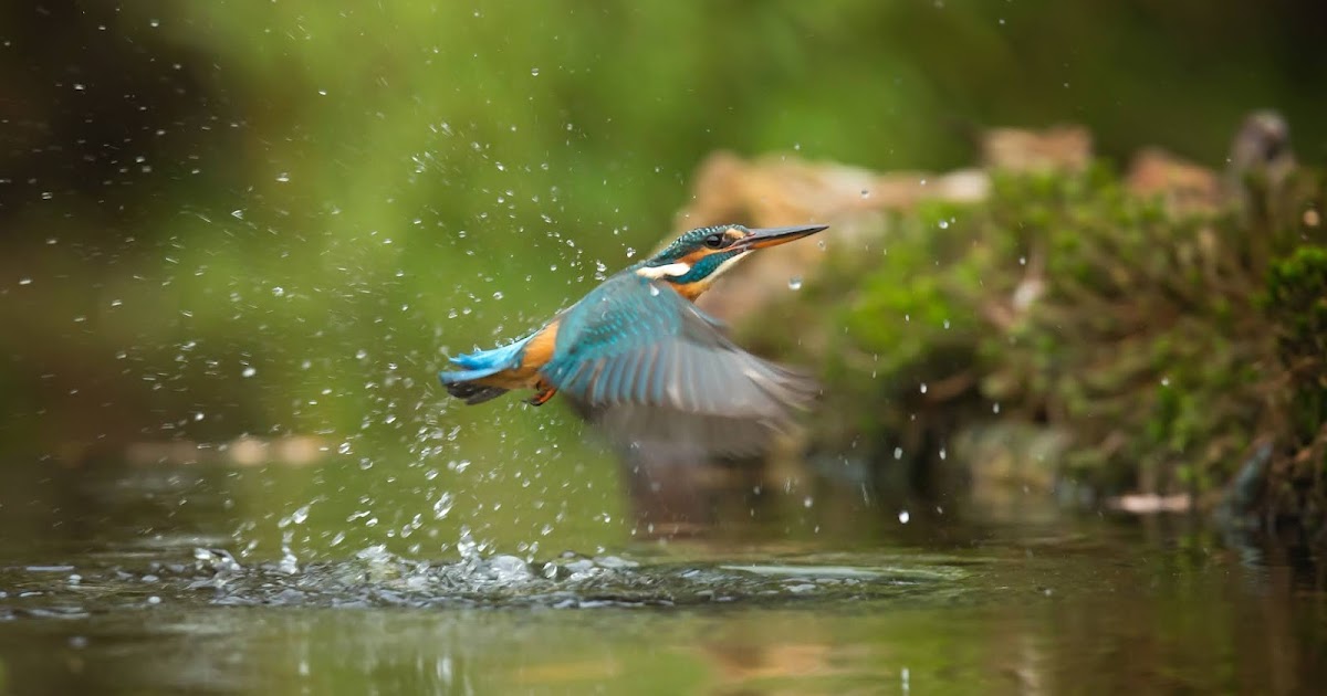 Meander Series #10: Water Beasts