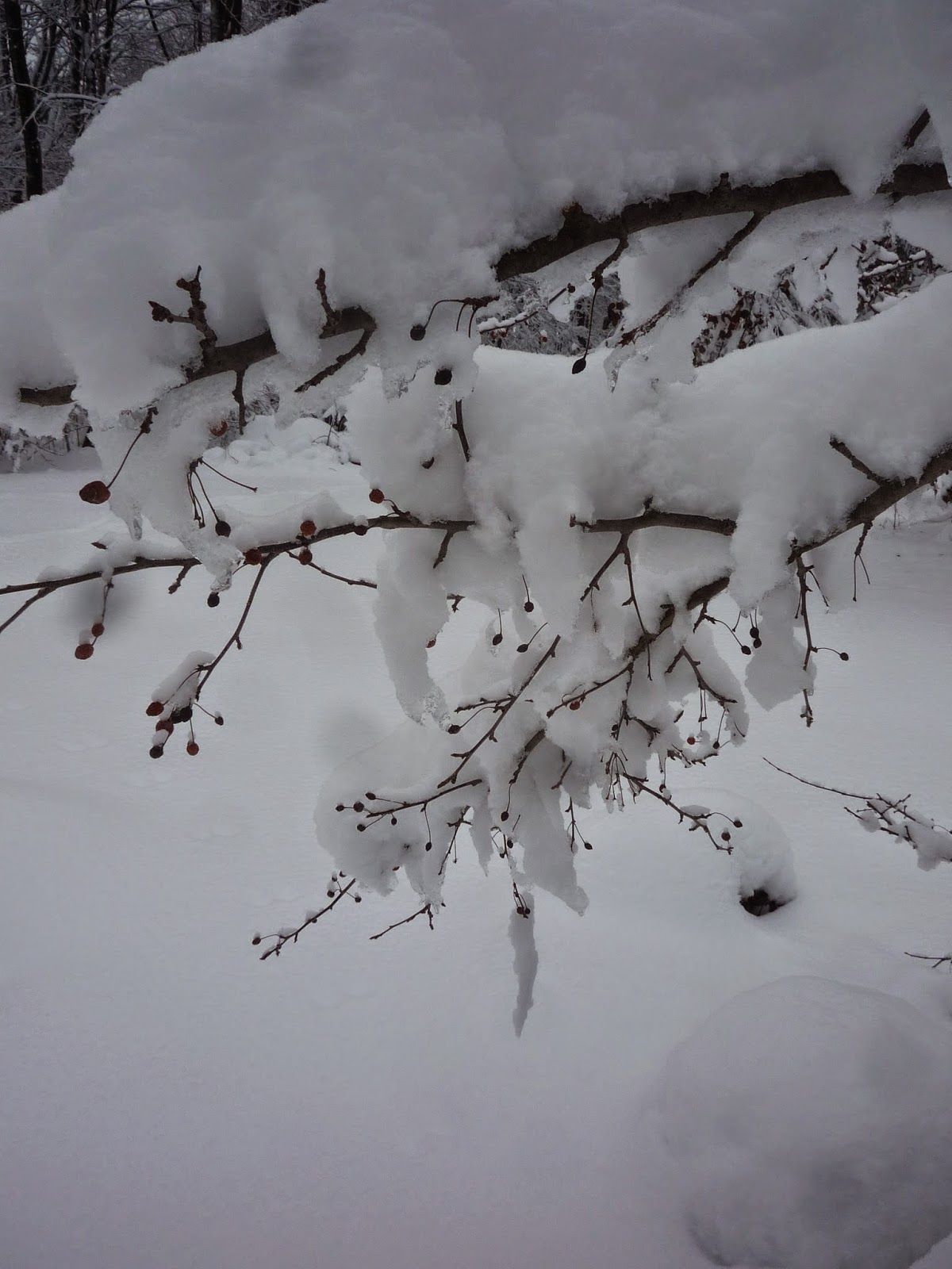 Weather in Vermont: Dec 2014 Snowstorm | South Burlington, Vermont ...