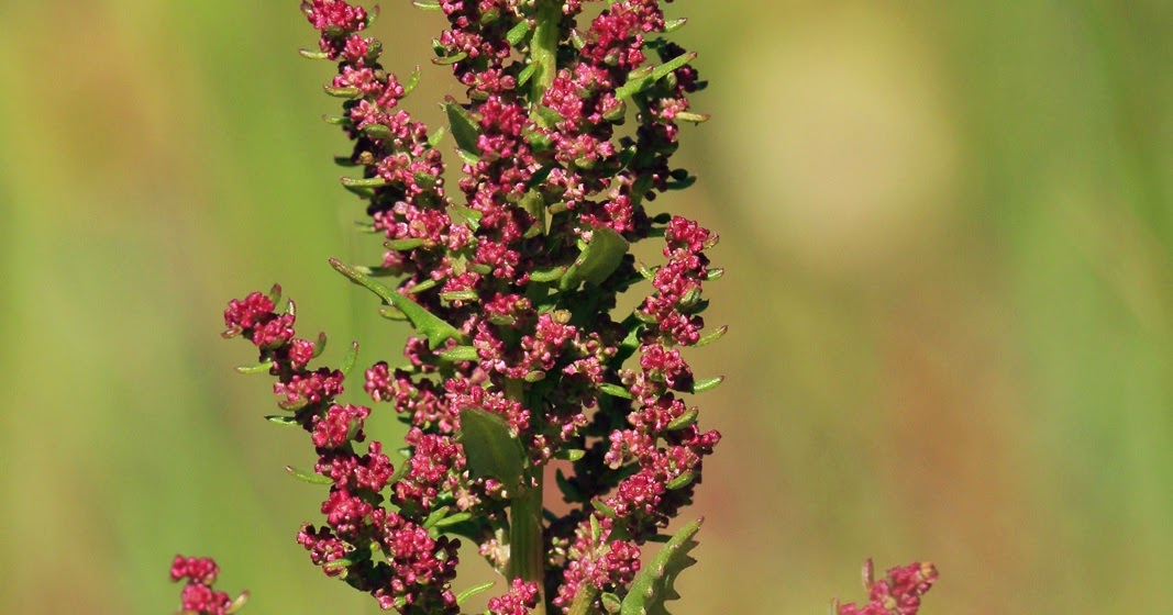 Flora Bonaerense: Hierba cenicera (Atriplex rosea)