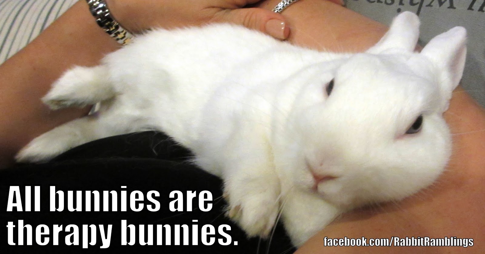 Rabbit Ramblings: Funny Bunny Memes
