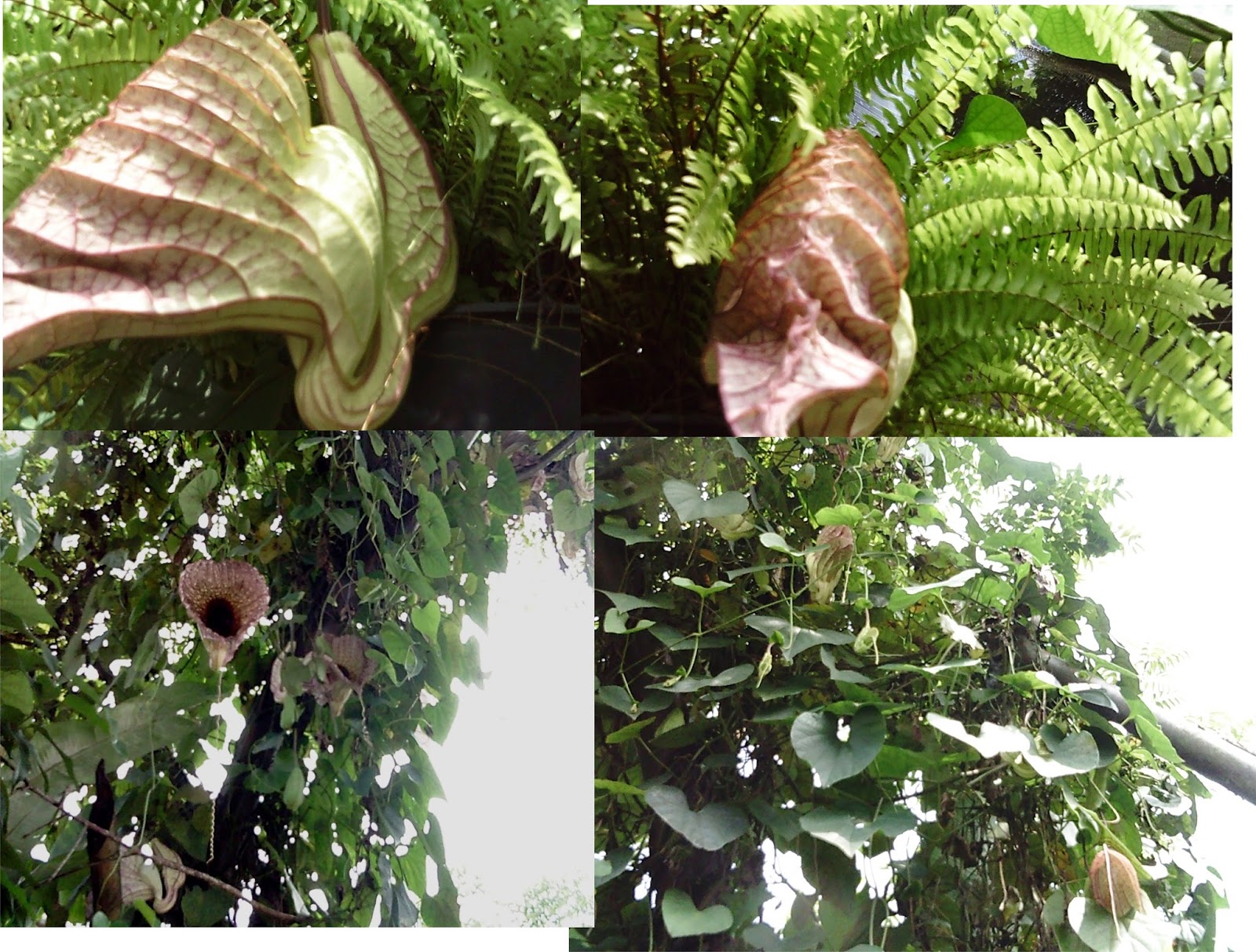 EL GUACO- FLOR DE PATO UN ATRAPA MOSCAS MUY SINGULAR POR OCTAVIO PONCE ...