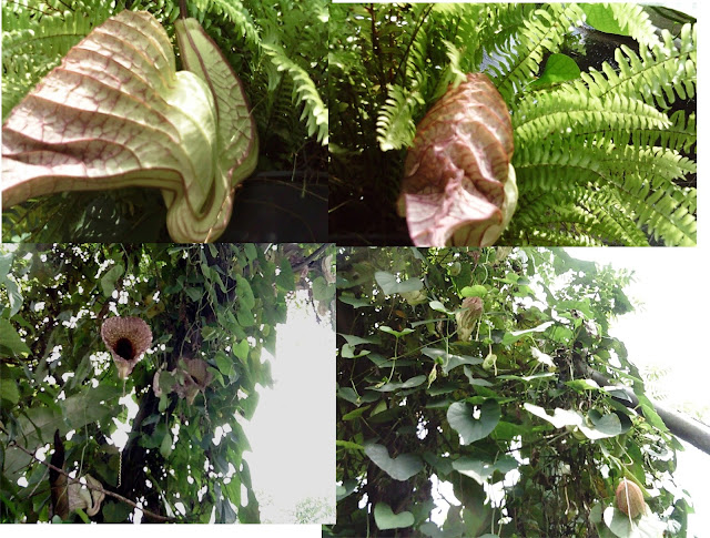 EL GUACO- FLOR DE PATO UN ATRAPA MOSCAS MUY SINGULAR POR OCTAVIO PONCE ...