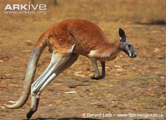 Simple Celavia: Kangaroo