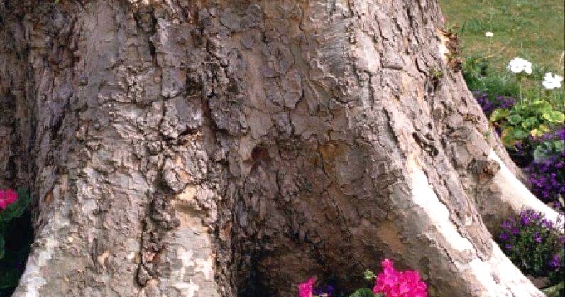 Two Men and a Little Farm: STUMP PLANTER INSPIRATION THURSDAY