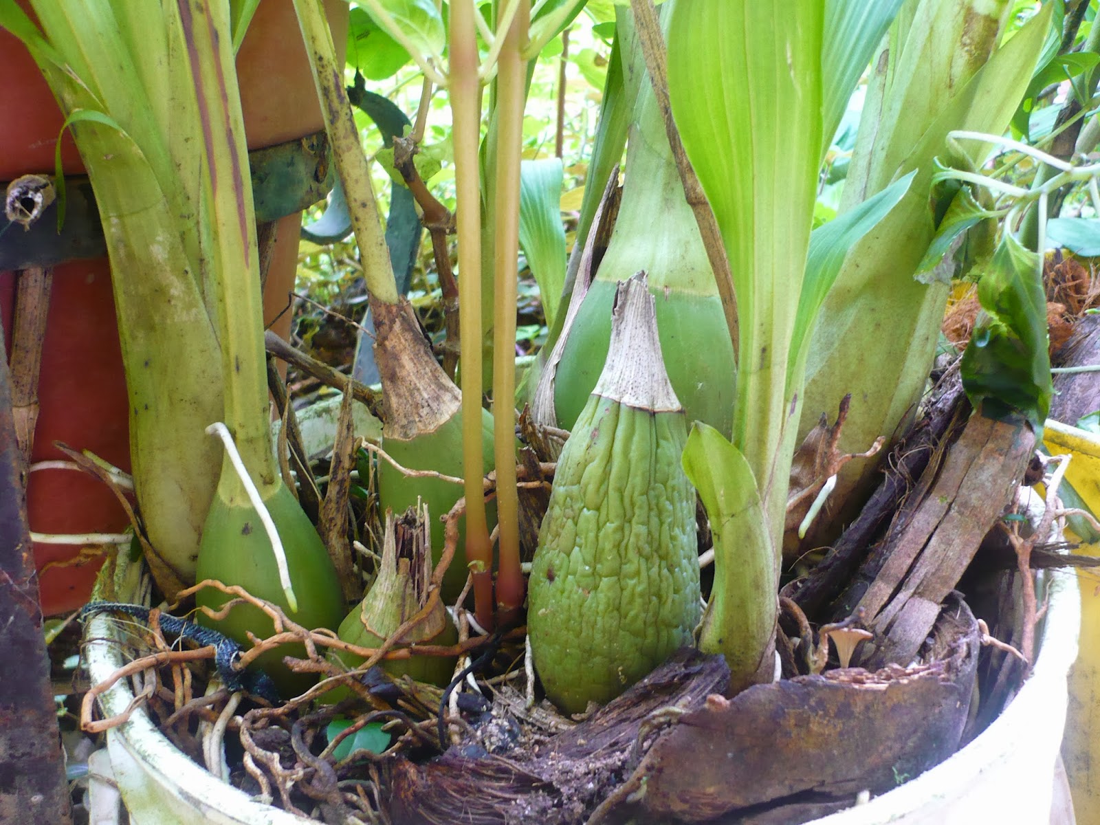Flor Del Espiritu Santo.