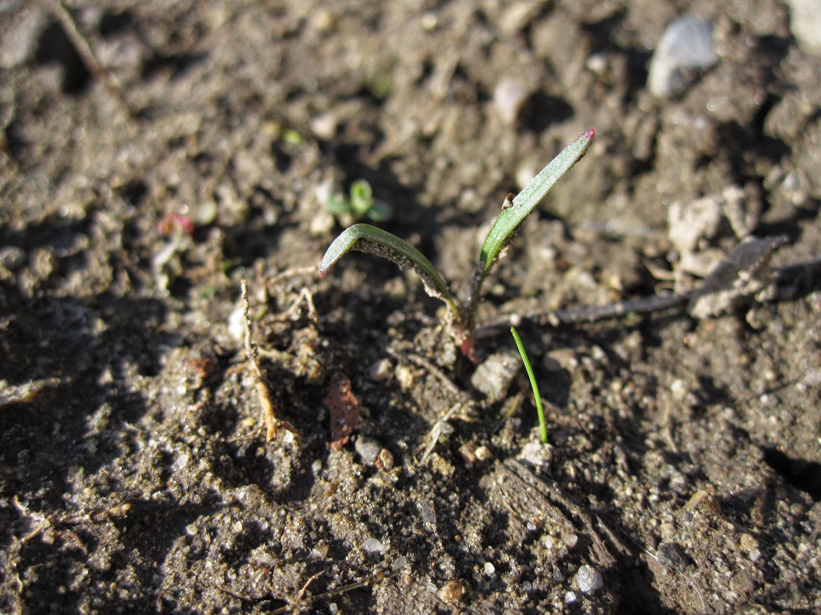 Oele Garten: Zarte Keimlinge
