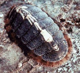 sempre biologia: Polyplacophora