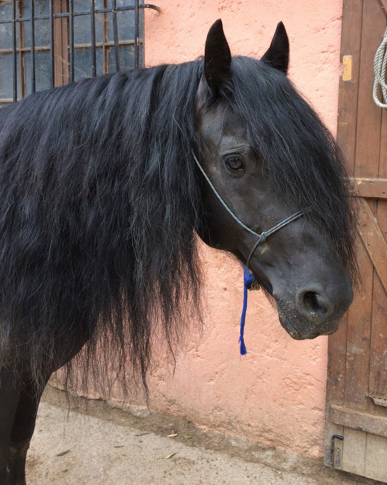 AT THE RAIL WITH NAGS AND WAGS: The Marvelous Meren Horse