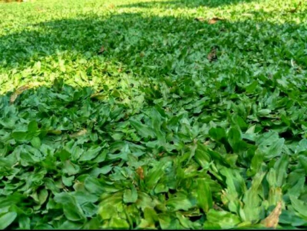 Rumput Gajah Mini | Jual Rumput Gajah Mini | Harga Rumput Gajah Mini ...
