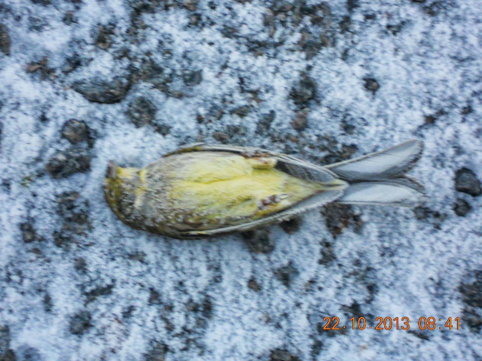 SUTTURAN MAAILMA: Kuollut lintu