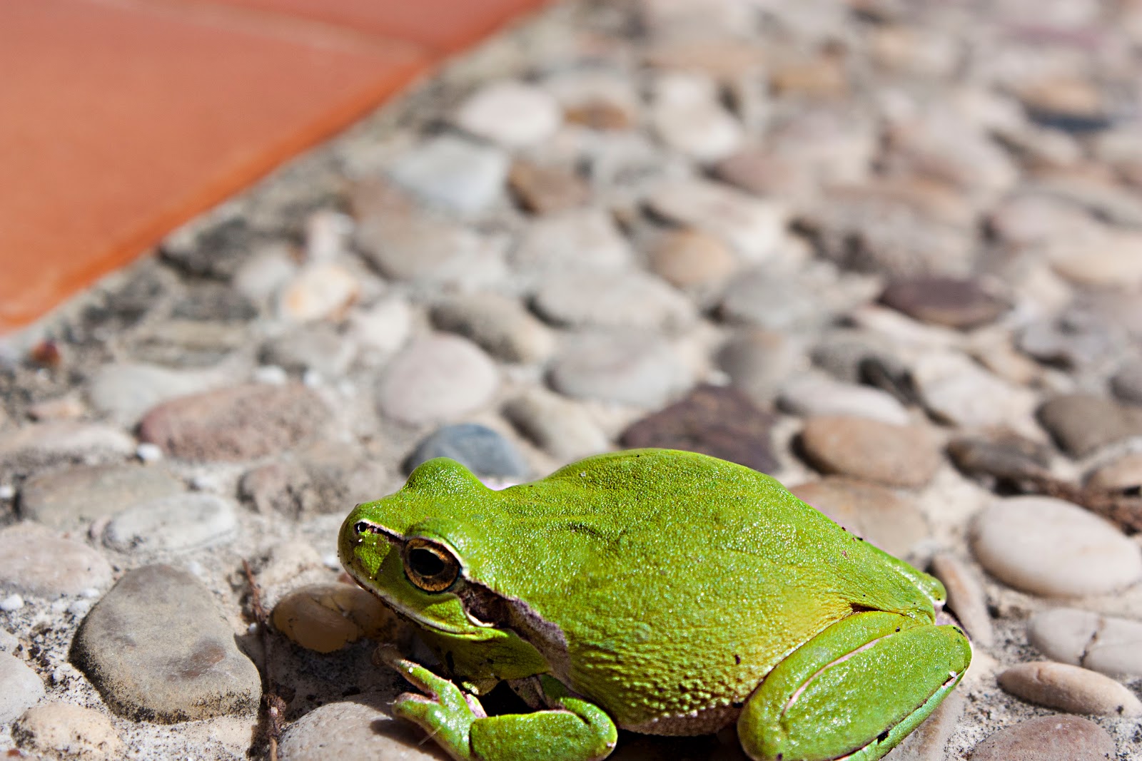 fotosmacro.blogspot.com: Rana Cachonda!