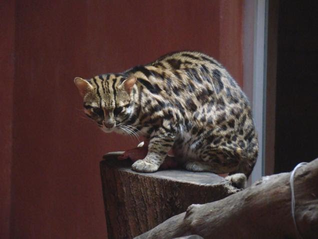 Kerala Environmental News: This is a rare cat now