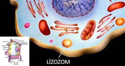 Faydalı Bilgiler: Lizozom Nedir? Özellikleri ve Görevleri Nelerdir?