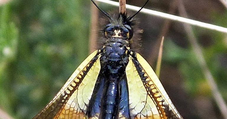 Taxonomía Arthropoda: Clase Insecta Orden Neuroptera