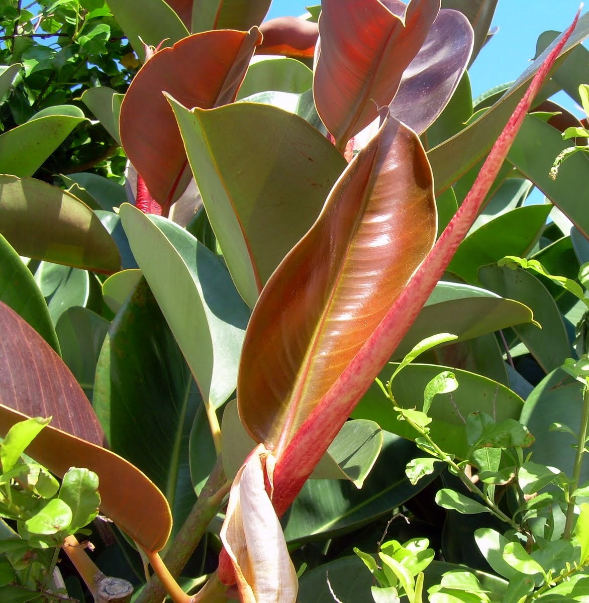 Taxonomía Plantae Magnoliopsida: Phylum Tracheophyta Clase ...