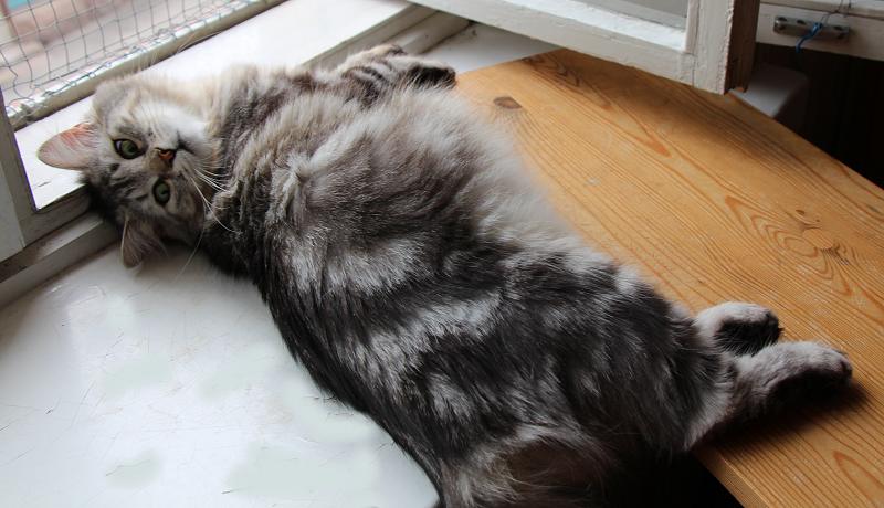 Siperiankissa - Siberian Cat