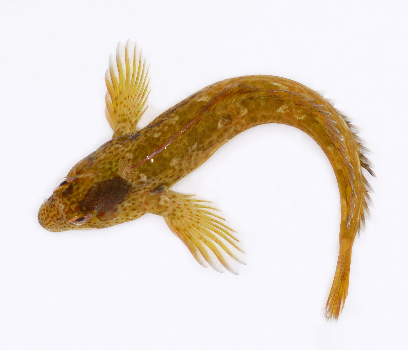 Scottish Wildlife Blog