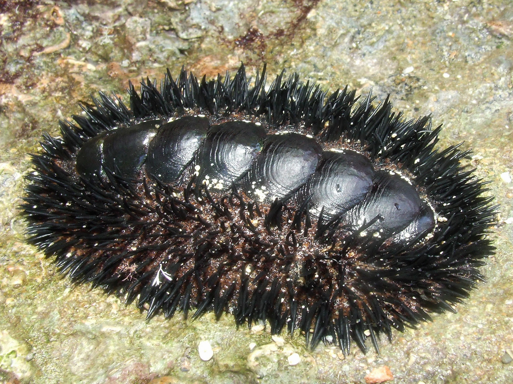 Real Monstrosities: Chiton