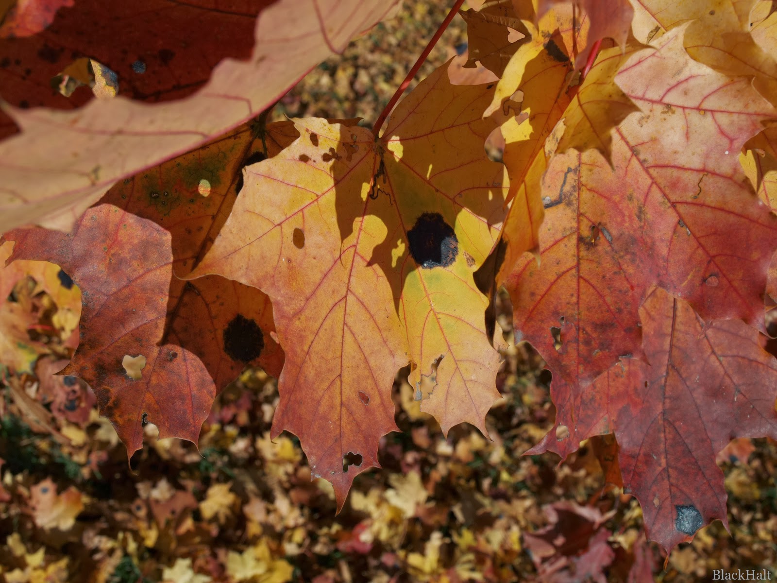 Rudens kļavu lapas Ⅱ - PhotoBlogSite