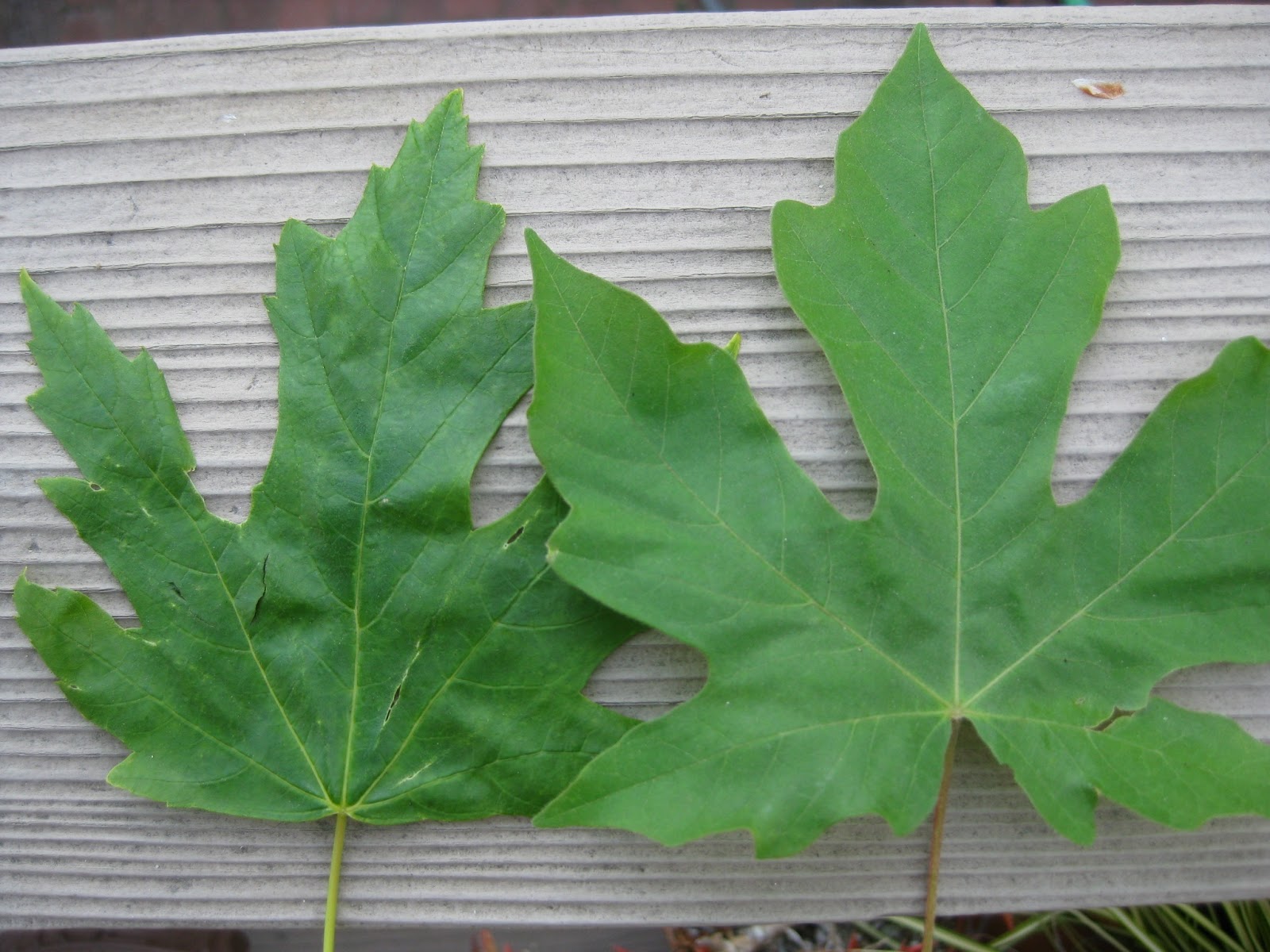 Trees of Santa Cruz County: Acer macrophyllum - Bigleaf Maple