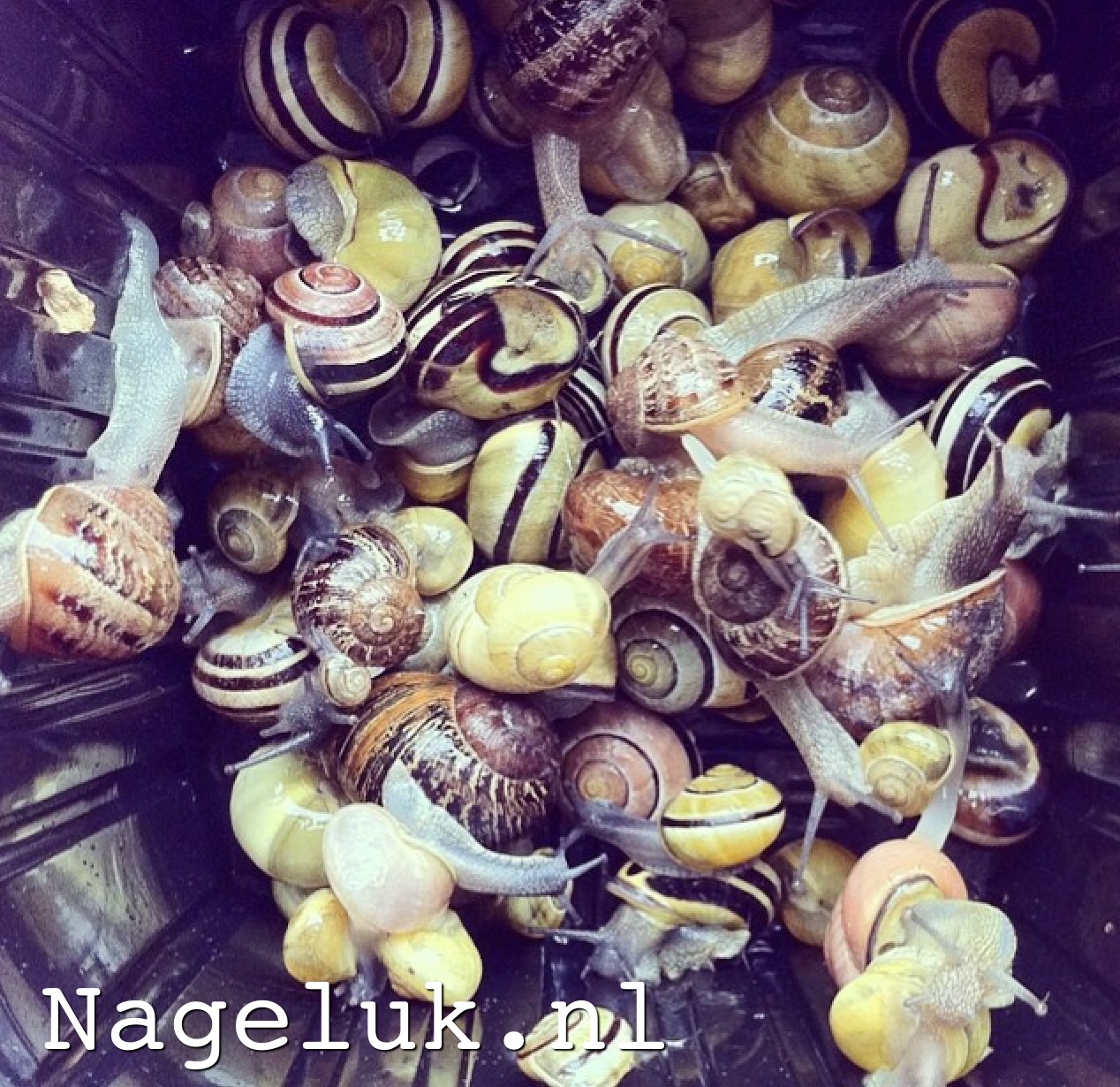 Eetbare slakken uit je tuin