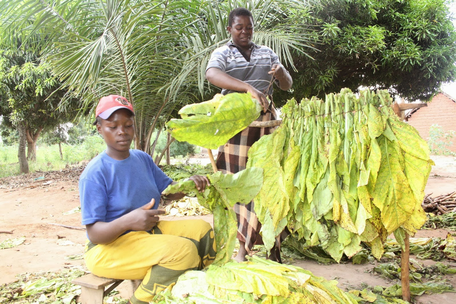Eastern Grade Farm: WAKULIMA WA TUMBAKU KUNUFAIKA
