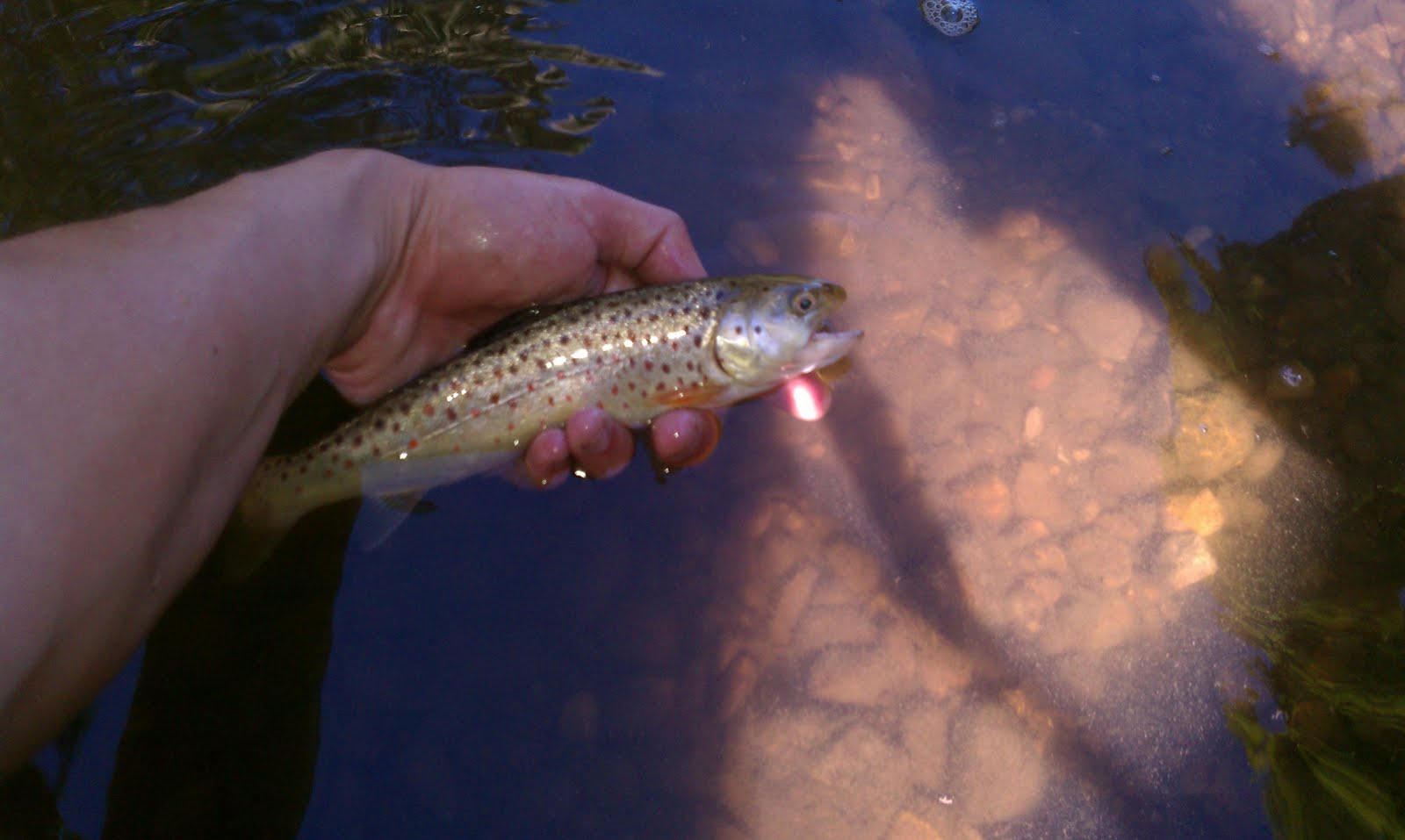 Illinois Wisconsin Fishing: warm water fishing the root river