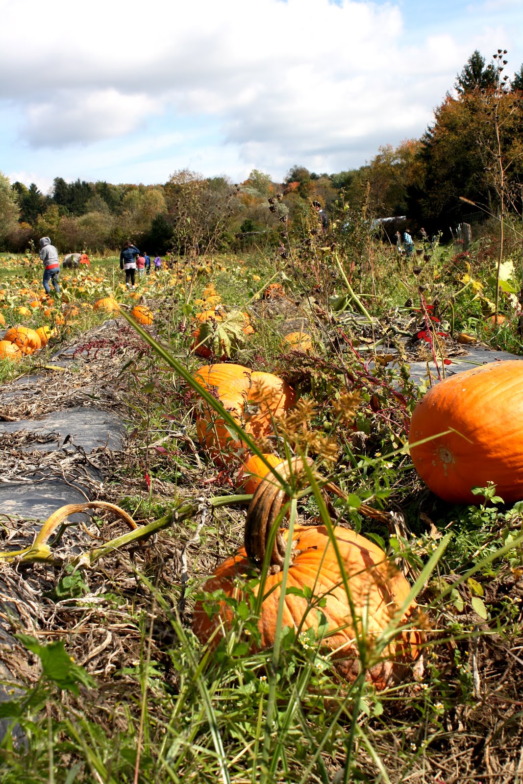 tales from the outhouse: the punkin patch