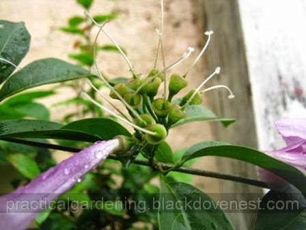 Practical Gardening: Garlic Vine (Mansoa alliacea, Cydista aequinoctialis)