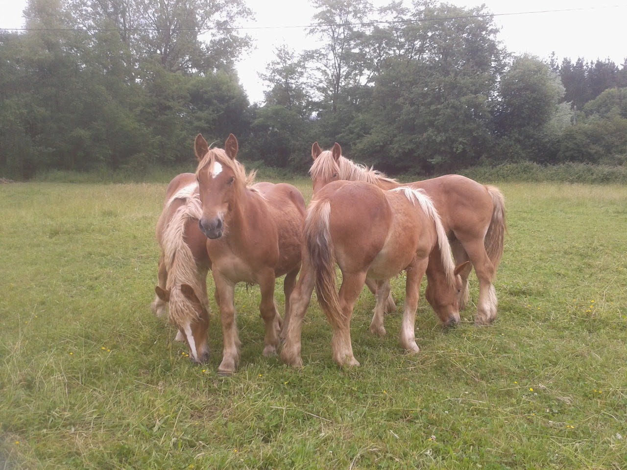 Euskal Herriko Mendiko Zaldia: POTRAS BURGUETE CON CARTA
