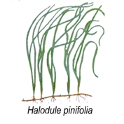 Just Know: jenis-jenis lamun