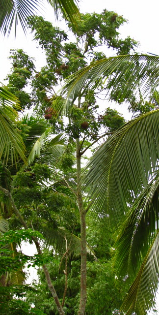 1784: Philippine Tree of the Month: Piris