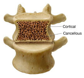 Dr.M Chiro Blog: The Shock Absorbers of the Spine