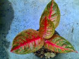 Manfaat Khasiat Daun Widuri Bagi Kesehatan Tubuh